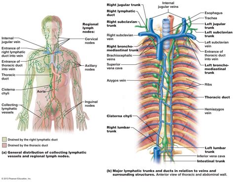 The Lymphatic System BIOL 141 Thoracic Lymphatic Lymphatic System