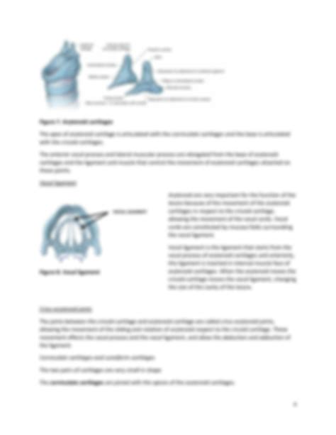 SOLUTION Respiratory System Vocal Cords And Respiratory Muscles