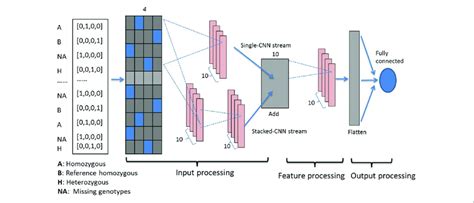 dual stream cnn model structure genotypes are one hot coded and download scientific diagram