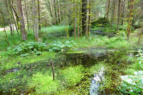 Leichte Wanderung Von Brandten Zum Schwellweiher Bei