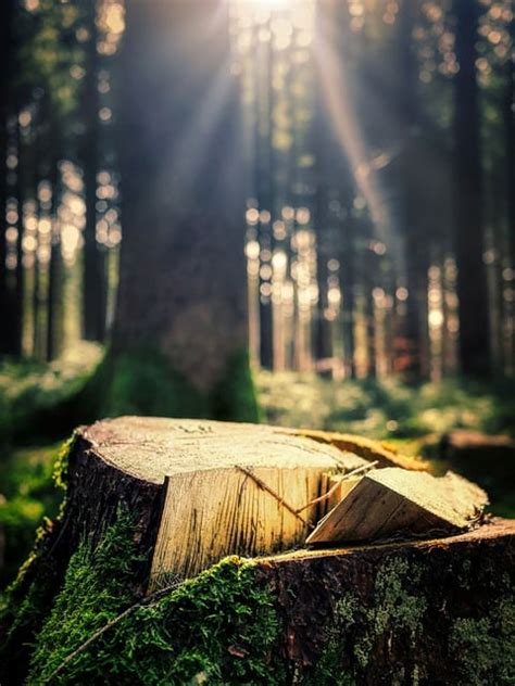 Metsä Puun Kanto Pilkkoa Puita Ilmainen valokuva Pixabayssa Pixabay
