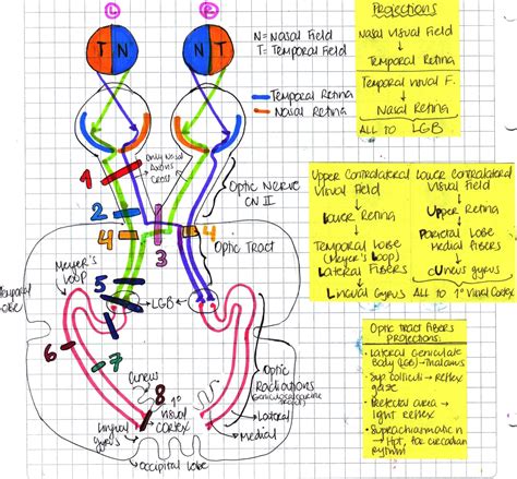 My Notes For USMLE VISUAL PATHWAY VISUAL FIELD LESIONS