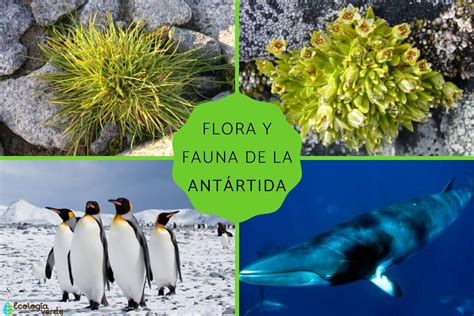 Flora y fauna de la Antártida Características y especies