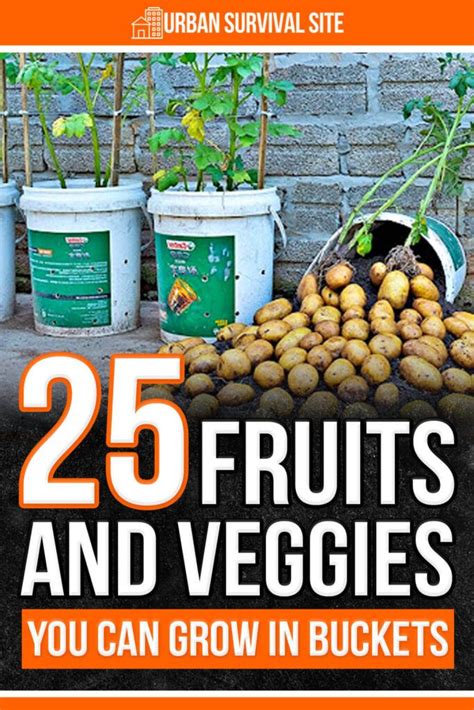 30 Fruits And Veggies You Can Grow In Buckets Bucket Gardening