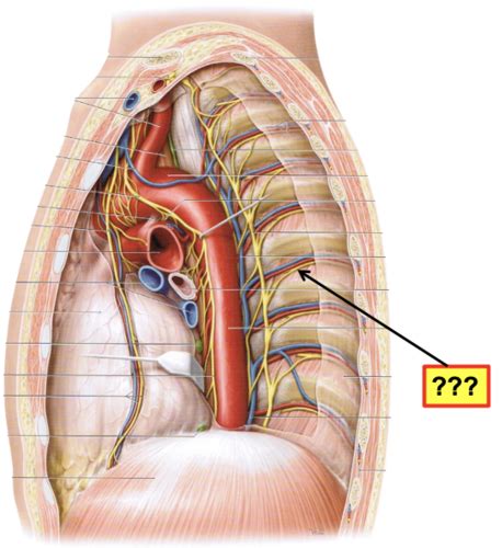 Anatomy 2 Chest Wall And Lungs Flashcards Quizlet
