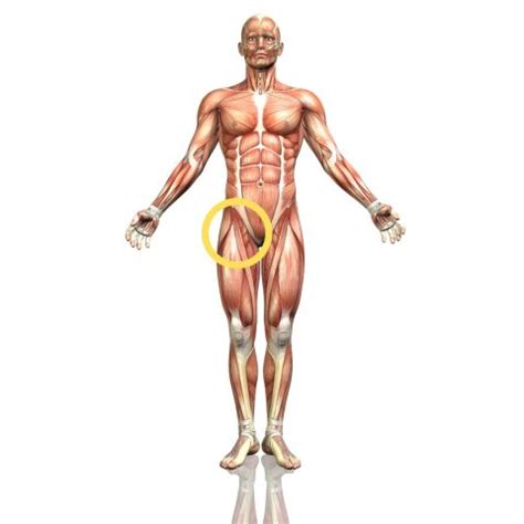 Pubalgia causas síntomas y tratamiento Clínica Melow