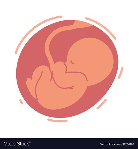 Baby In Womb Royalty Free Vector Image VectorStock