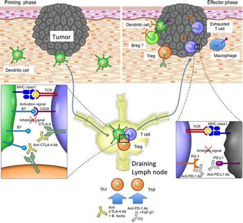 Frontiers Anti PD 1 And Anti CTLA 4 Therapies In Cancer Mechanisms