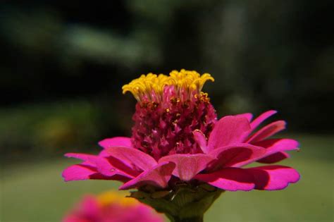 Nature El Salvador Botany Picture Free El Salvador Photos