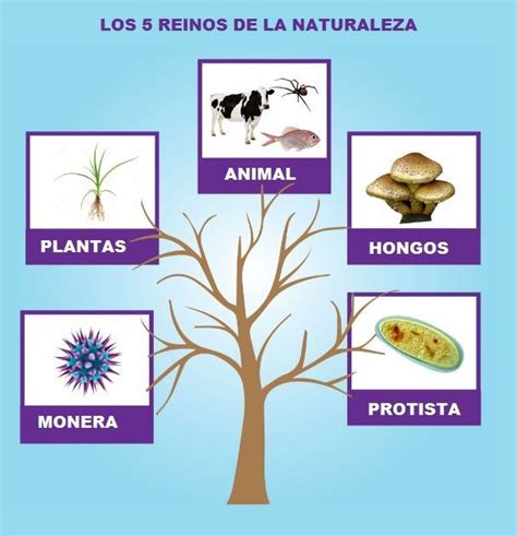Mapa Mental De Los Reinos De Los Seres Vivos Teman Belajar