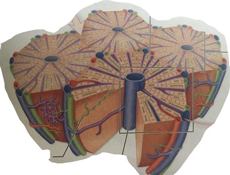 Hepatic Lobules Diagram Quizlet