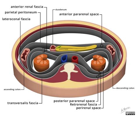 Retroperitoneum Radiology Reference Article Radiopaedia Org