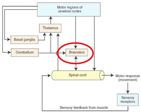 Upper Motor Neurons Flashcards Quizlet