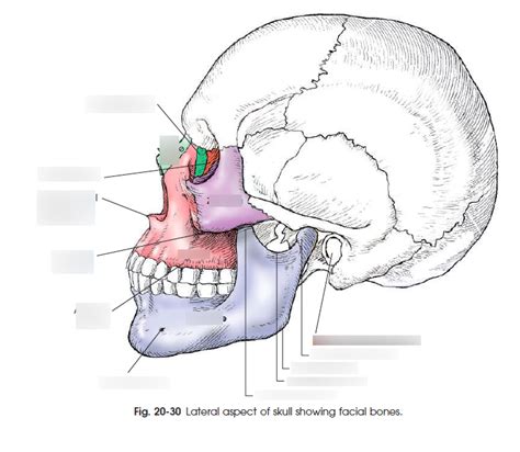 Lateral Of Facial Bones Diagram Quizlet