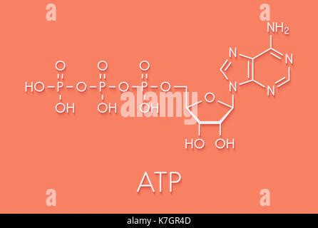 Adenosine Triphosphate Atp Molecule Functions As Neurotransmitter