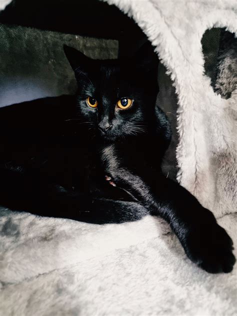 League Of Legends Uk Ie Nordics On Twitter It S Nationalpetday