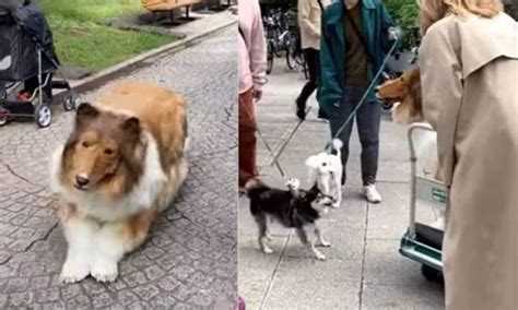 Youtuber gastó miles de dólares para convertirse en perro QuieroTv