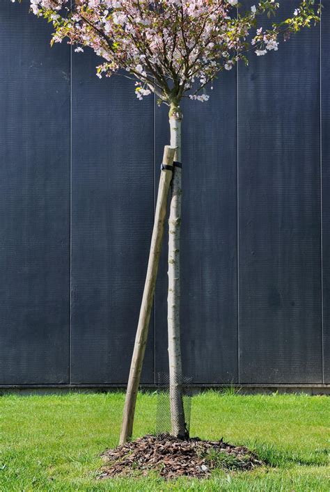 Tuteurer Un Jeune Arbre Gamm Vert