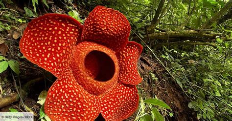 Rafflesia Banaoana Un Botaniste Met La Main Sur La Plante La Plus