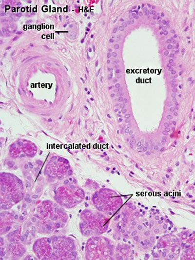 Histology Slides Database Human Parotid Glands Histology