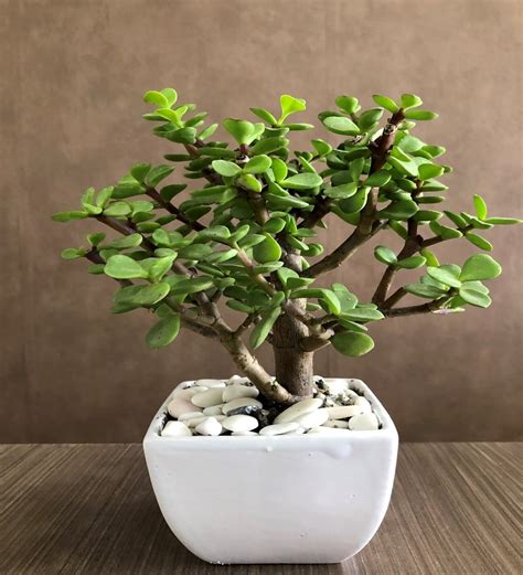 Quieres buena suerte Descubre qué es y cómo cuidar un árbol de la