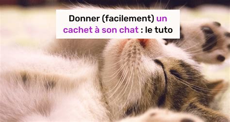 Comment donner facilement un cachet à son chat Astuces et Conseils