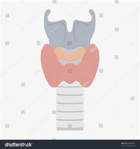 Human Larynx Anatomy Flat Vector Stock Stock Vector Royalty Free