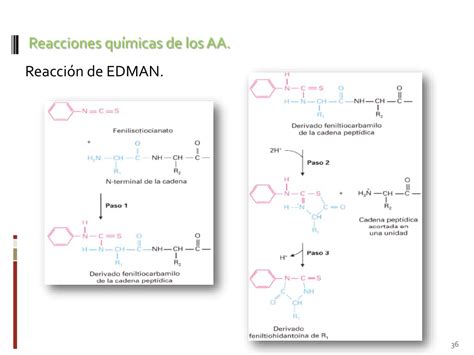 Ppt Bioqu Mica Estructural Los Amino Cidos Sillares De Construcci N