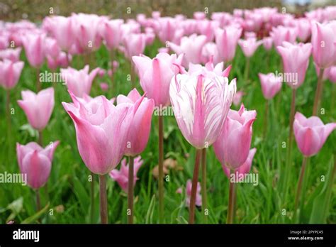 Triumph Tulip Mistress Mystic In Flower Stock Photo Alamy
