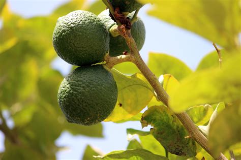 Free Images Tree Nature Branch Fruit Leaf Flower Food Green