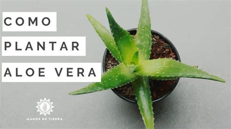 Guía completa Cómo plantar sábila o aloe vera DonComo