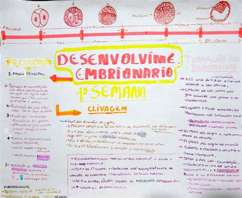 Desenvolvimento Embrionário Mapas mentais on Behance