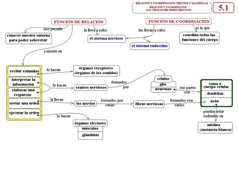 Mapa Conceptual Sobre El Microscopio Y Sus Tipos Virtual