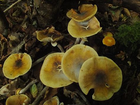 Armillaria mellea opieńka miodowa właściwa