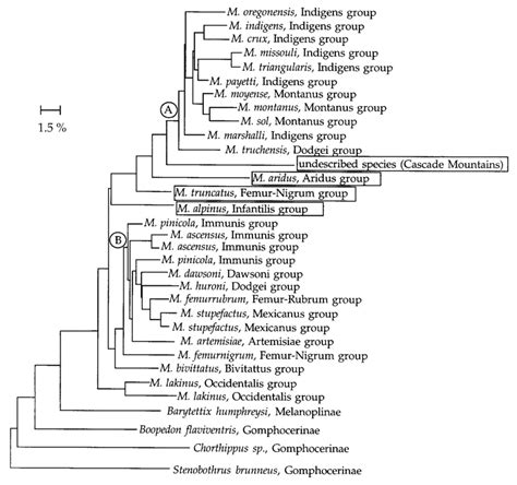 Maximum Likelihood Tree With Branch Lengths Shown Proportional To The