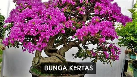 Jenis Tanaman Bonsai Terbaik Yang Membuat Rumah Menjadi Lebih Indah