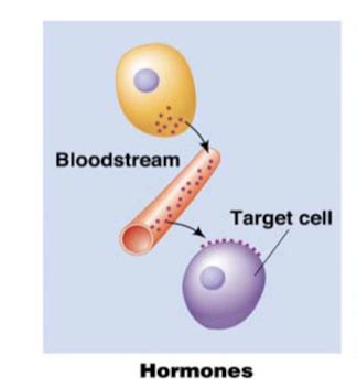 Biol Final Exam Signal Transduction Flashcards Quizlet