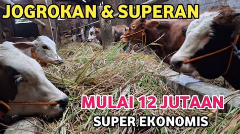 HARGA SAPI BAKALAN QURBAN TERBARU 2023 SAPI BAKALAN MURAH MULAI 12