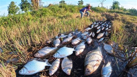 Amazing Fishing A Fisherman Skill Catch Underground Fish A Lots In Mud