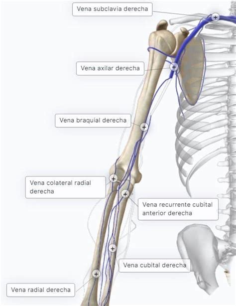 Sistema Venoso Brazo