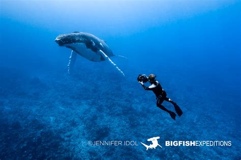 Humpback Whale Snorkeling Big Fish Expeditions