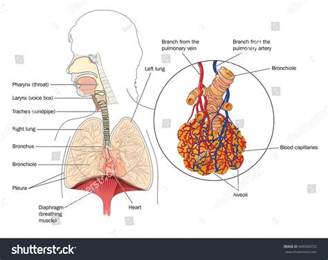 Respiratory System Bronchioles