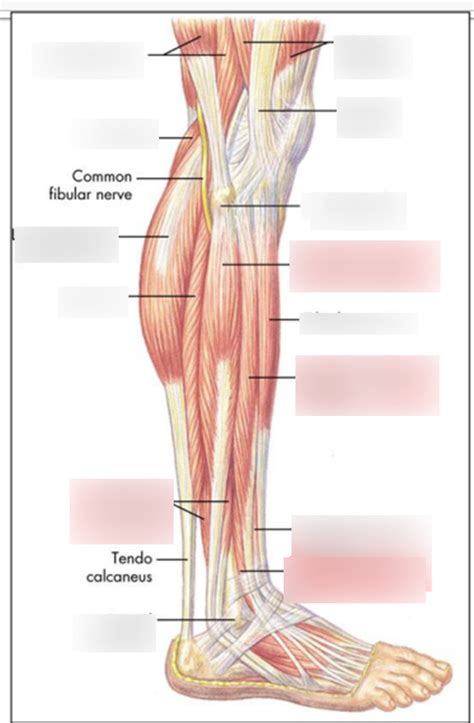 Lateral Leg Muscles Diagram Quizlet