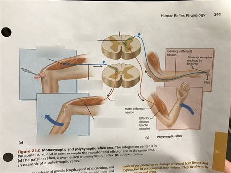 Figure Monosynaptic And Polysynaptic Reflex Arcs Diagram Quizlet