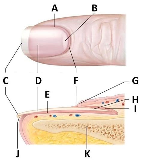 Integumentary System Review Sheet Diagram Quizlet