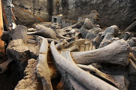 50 Fotos de Paleontología