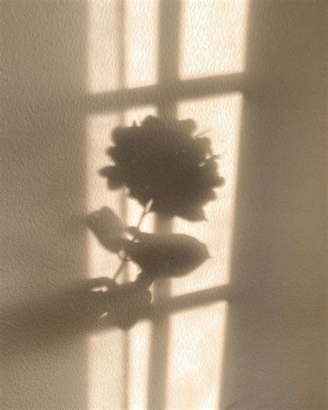 A Shadow Of A Flower On The Wall