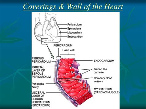 Ppt Pericardium And External Features Of Heart Powerpoint