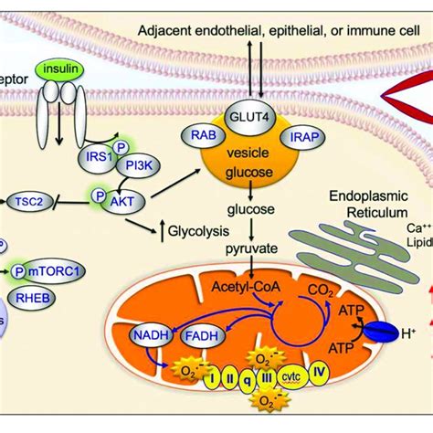 Insulin Is A Major Regulator Of Metabolism And Organ Function