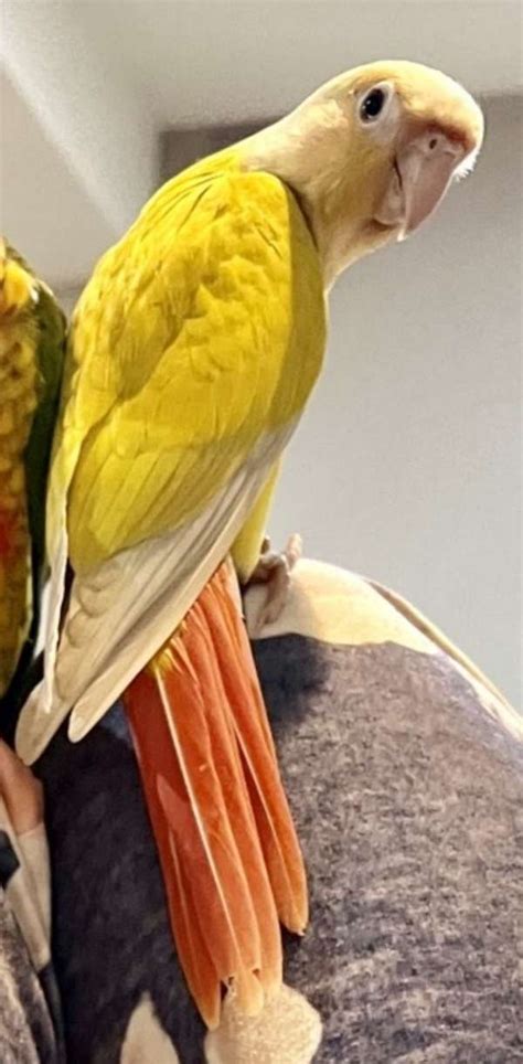 Super Sweet Cinnamon Dilute Green Cheek Weaned And Ready